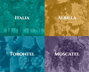 El Pisco | Pisco Gran Paso